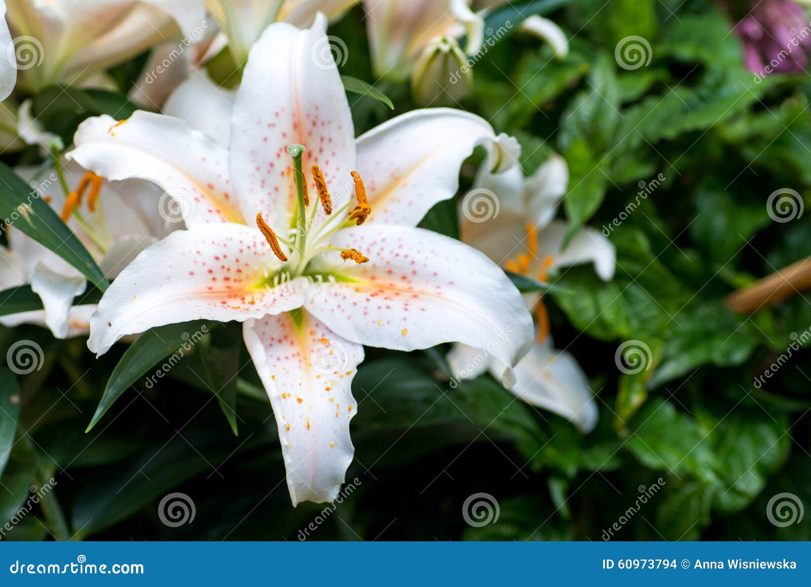 White Lilly stock photo. Image of lilli, color, blossom - 60973794
