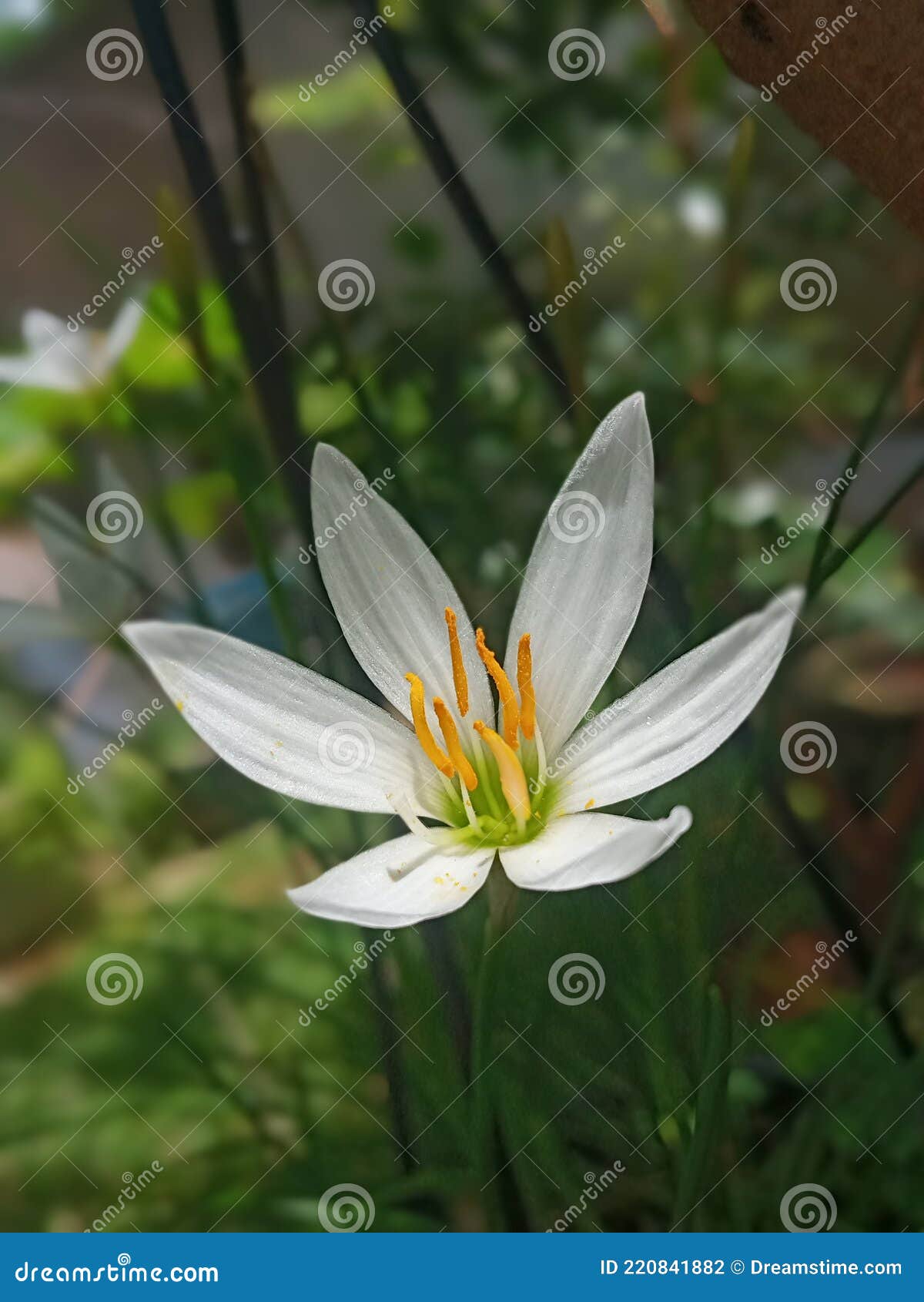 White Lilly at Sri Lanka Greenbamboosvilla Stock Photo - Image of lilly ...