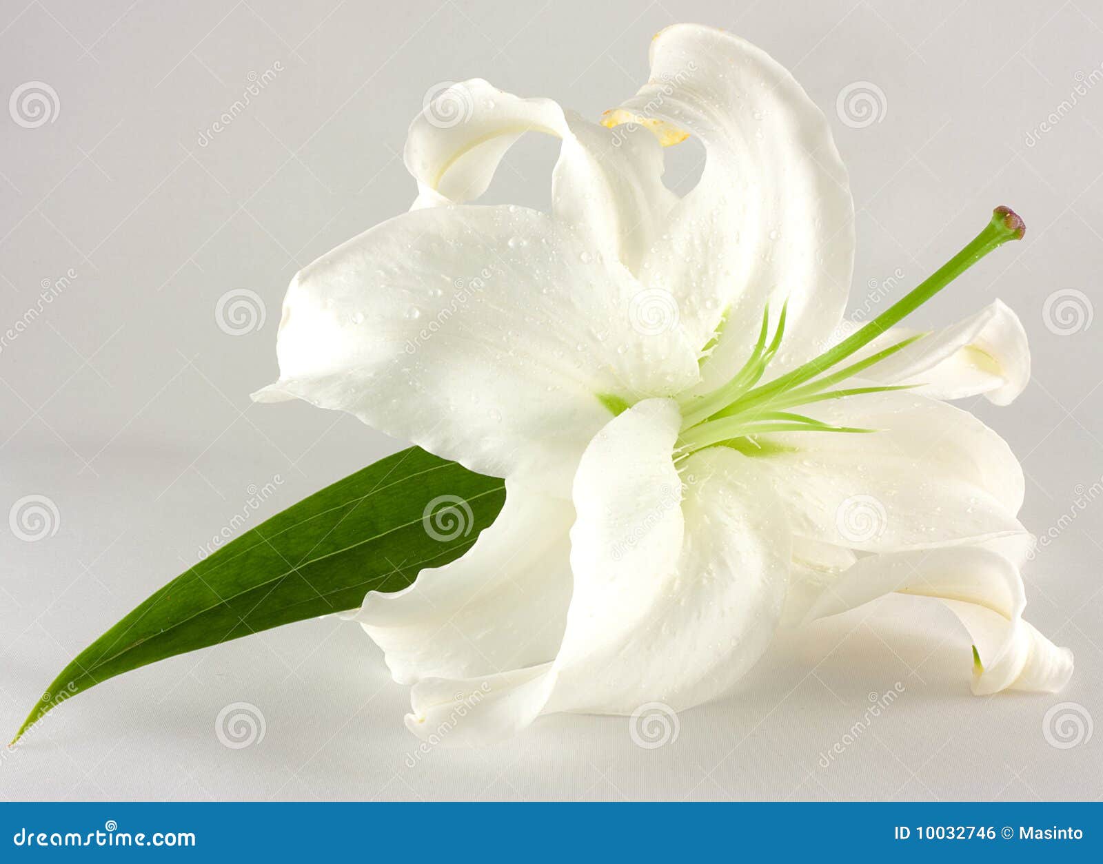 White lily stock photo. Image of nature, plant, romantic - 10032746