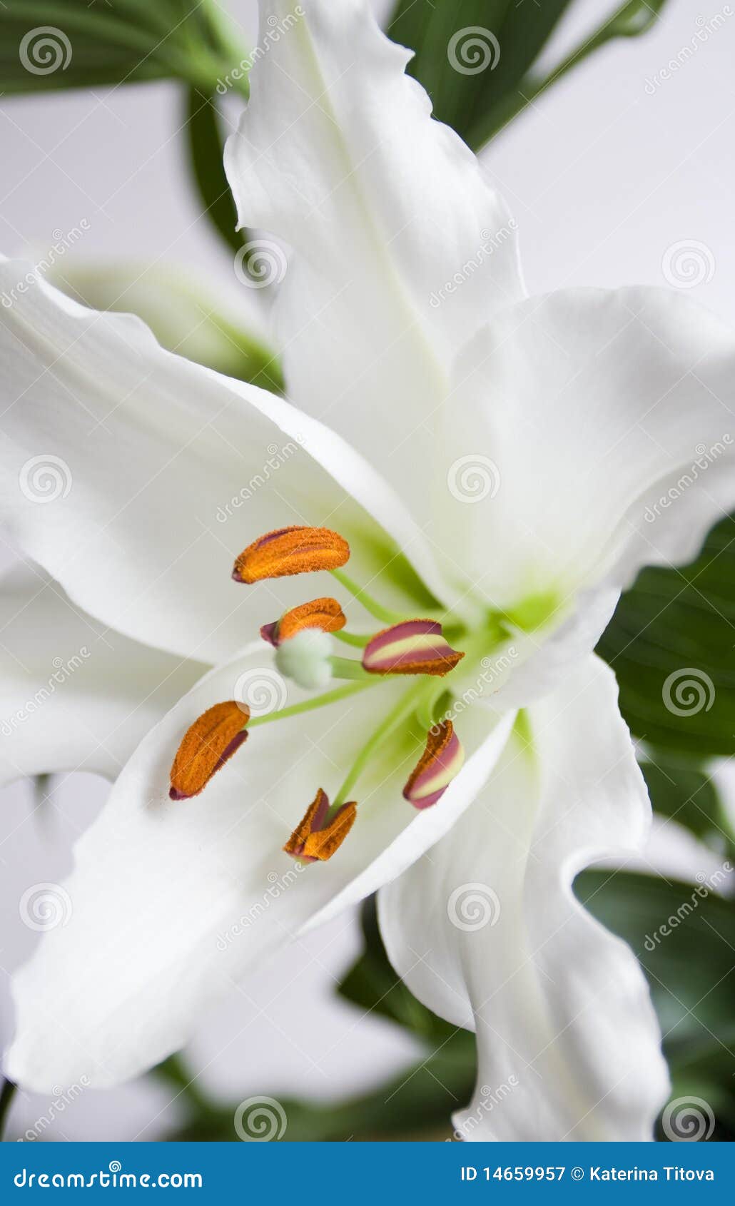 White lily stock image. Image of beauty, color, composition - 14659957