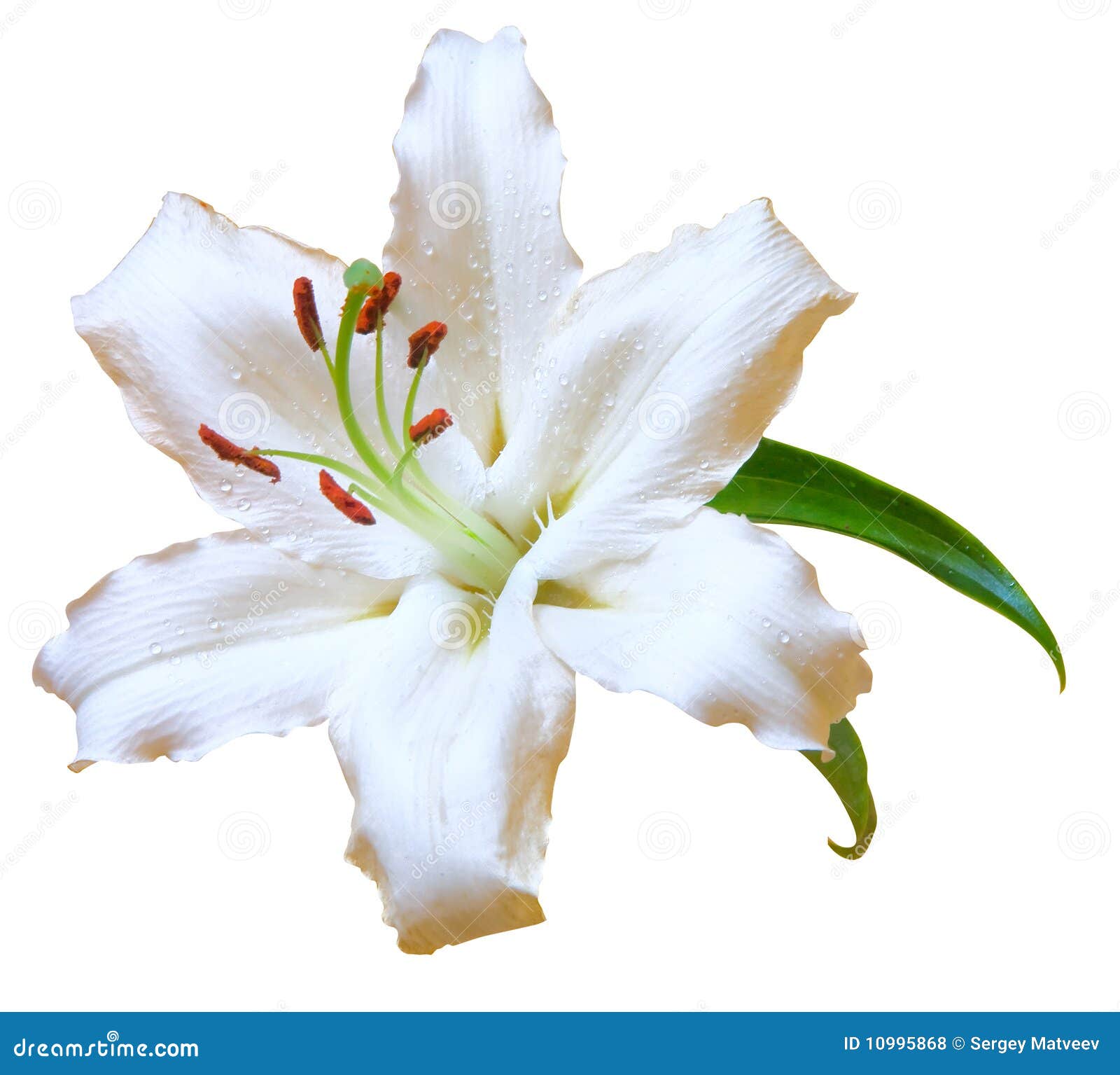 White Lily Flower Royalty Free Stock Photos - Image: 10995868