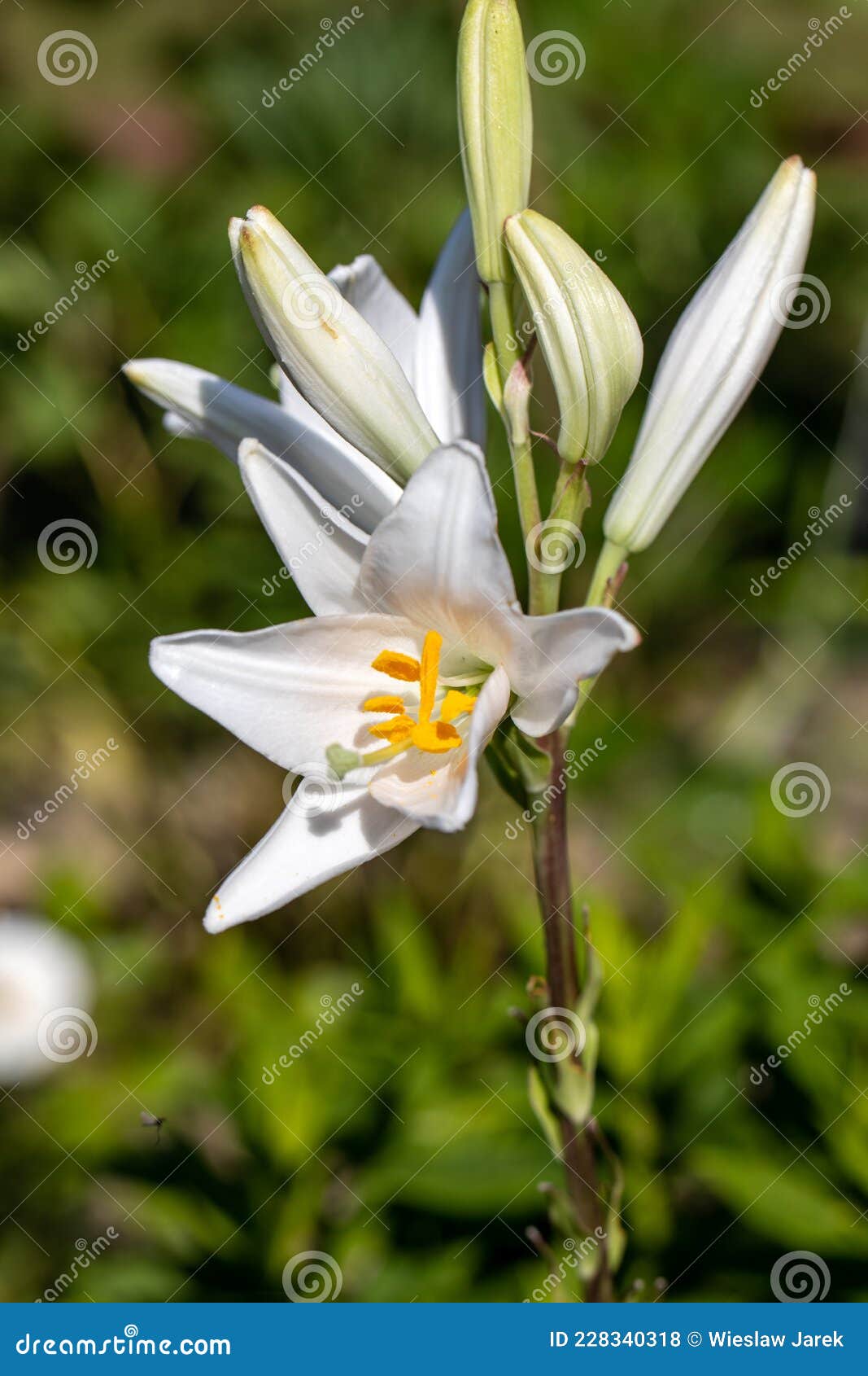 White Lily Flower with Delicate Petals in Garden. Stock Photo - Image ...