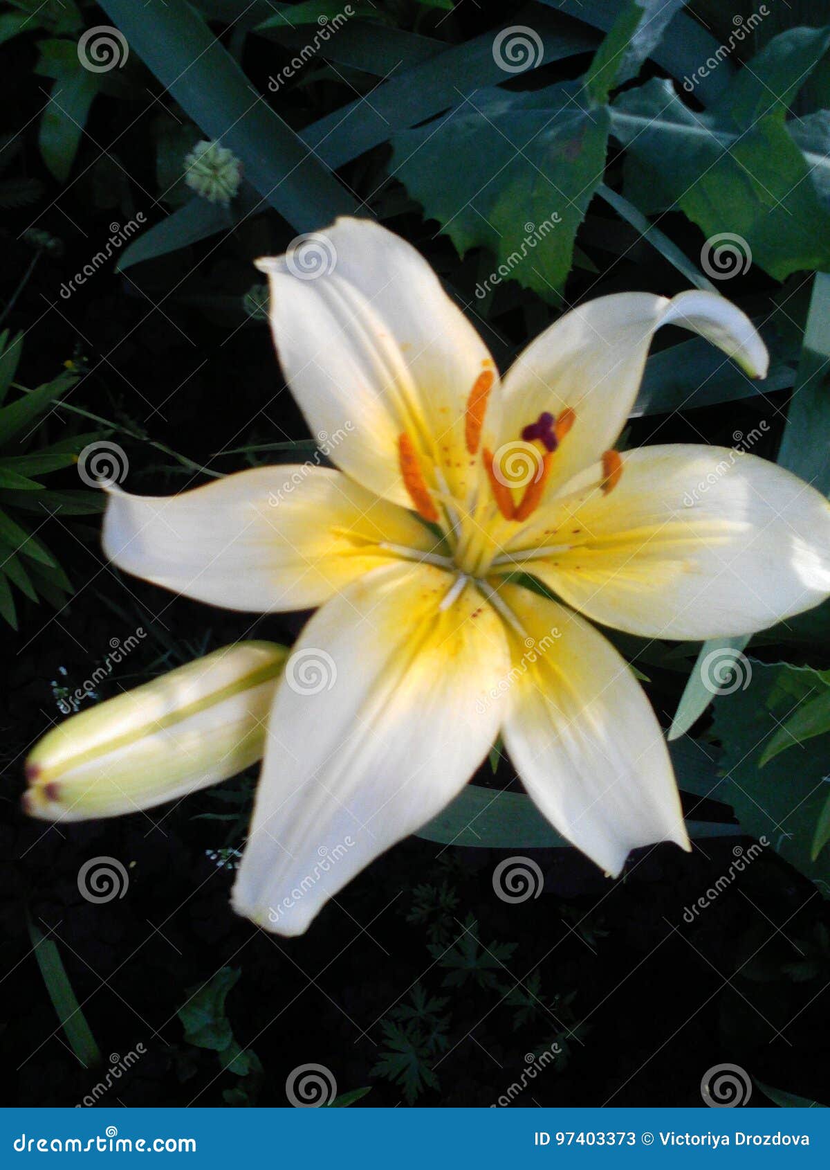 White lily stock image. Image of unopened, white, lily - 97403373