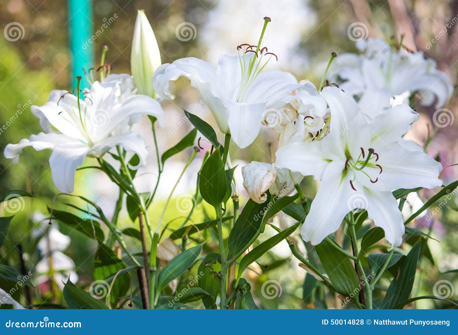 White lily flower stock photo. Image of closeup, environment - 50014828
