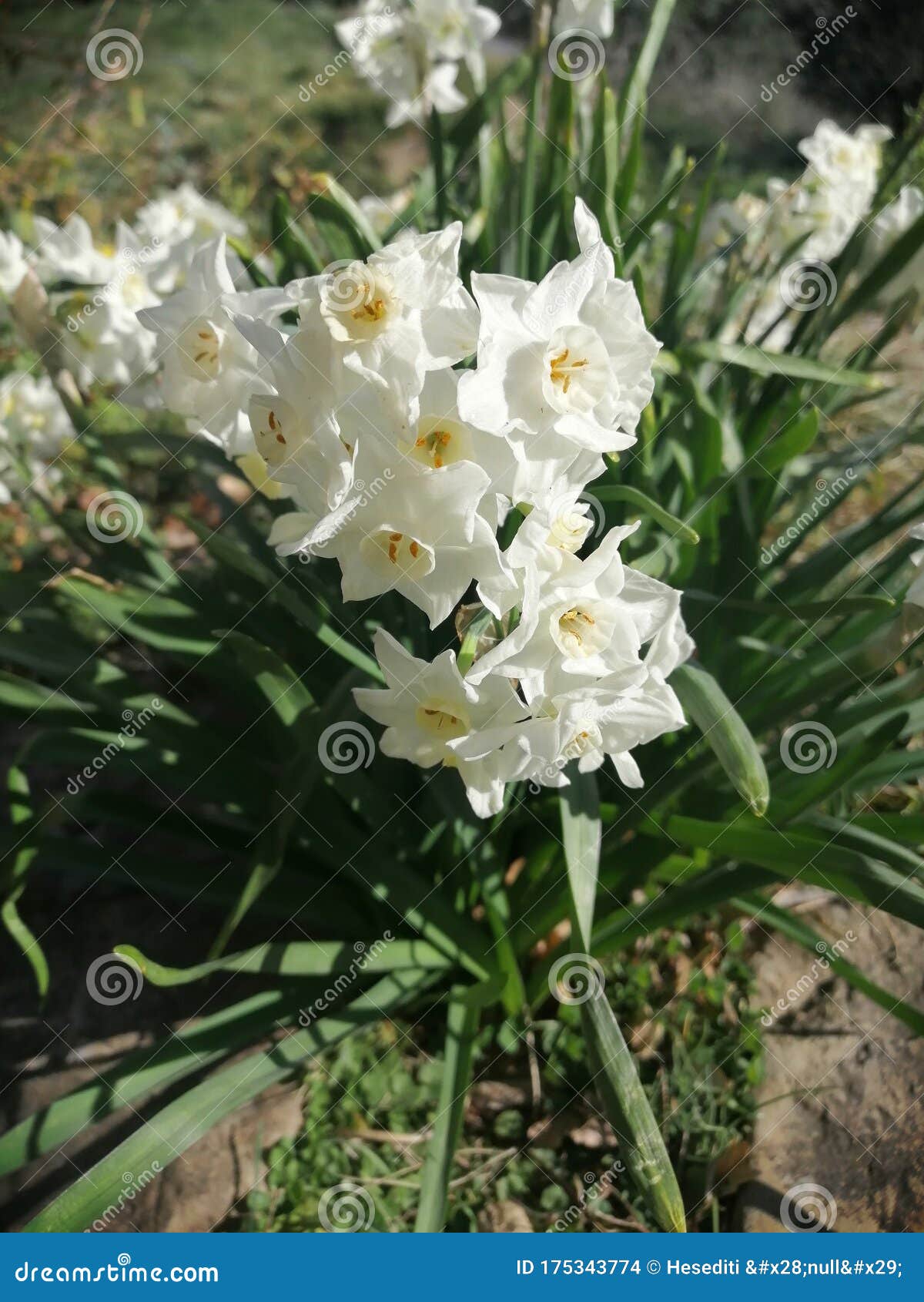 Lirio blanco stock photo. Image of flores, wedding, primavera - 175343774