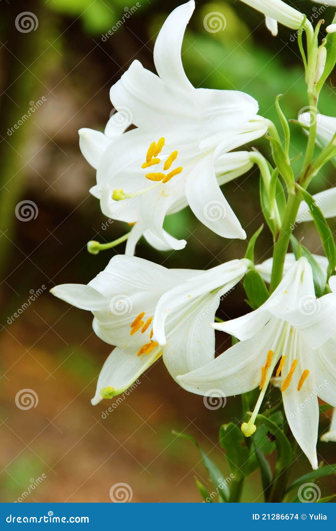 White lily flowers stock photo. Image of bloom, beauty - 21286674