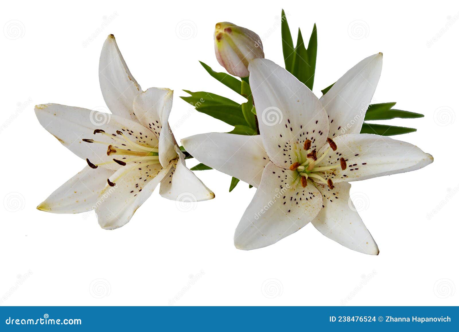 White Lily Flowers, with Long Stamens Isolated on White Stock Photo ...