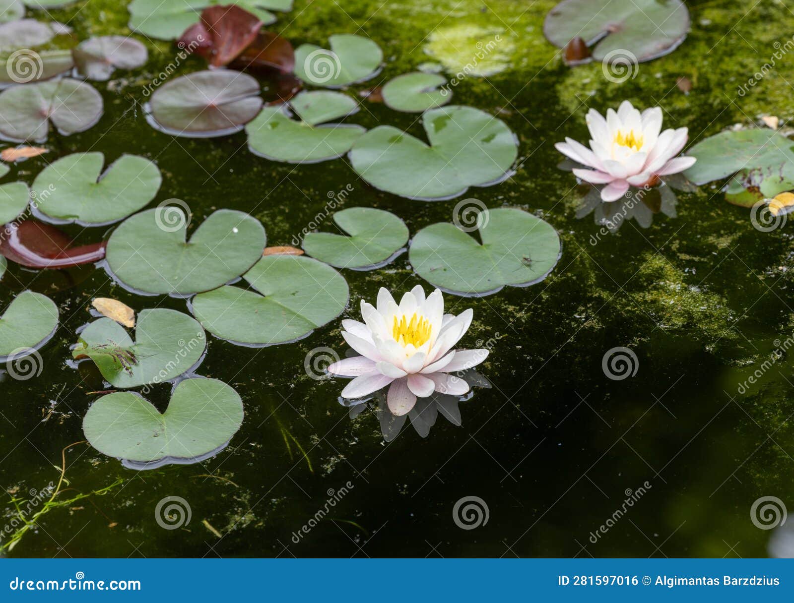 White lily on the lake stock photo. Image of azure, cultural - 281597016