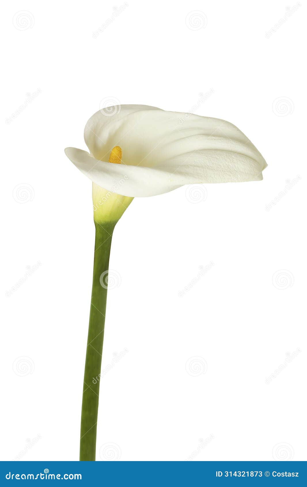 White lily lower stock image. Image of isolated, nature - 314321873
