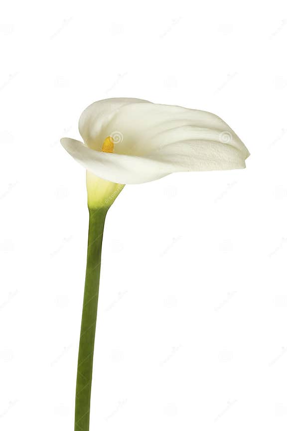 White lily lower stock image. Image of isolated, nature - 314321873
