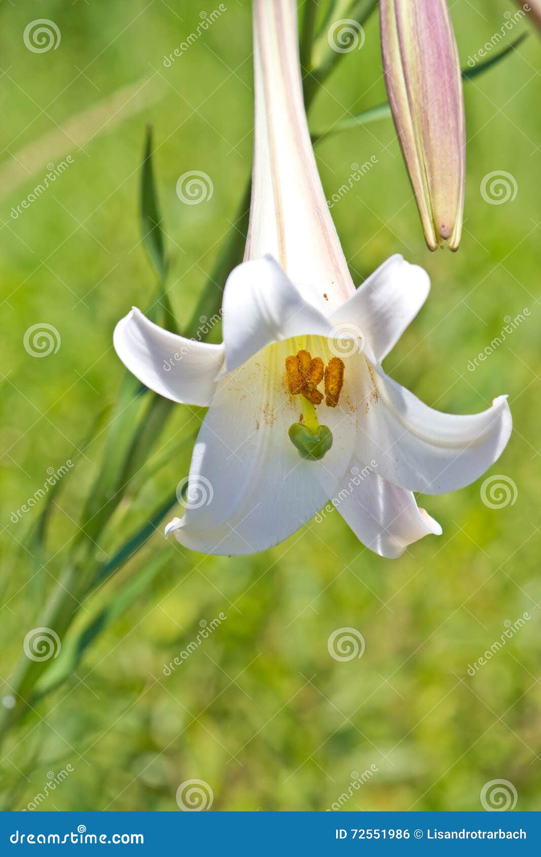 White Lily with pollen stock photo. Image of brazil, grande - 72551986