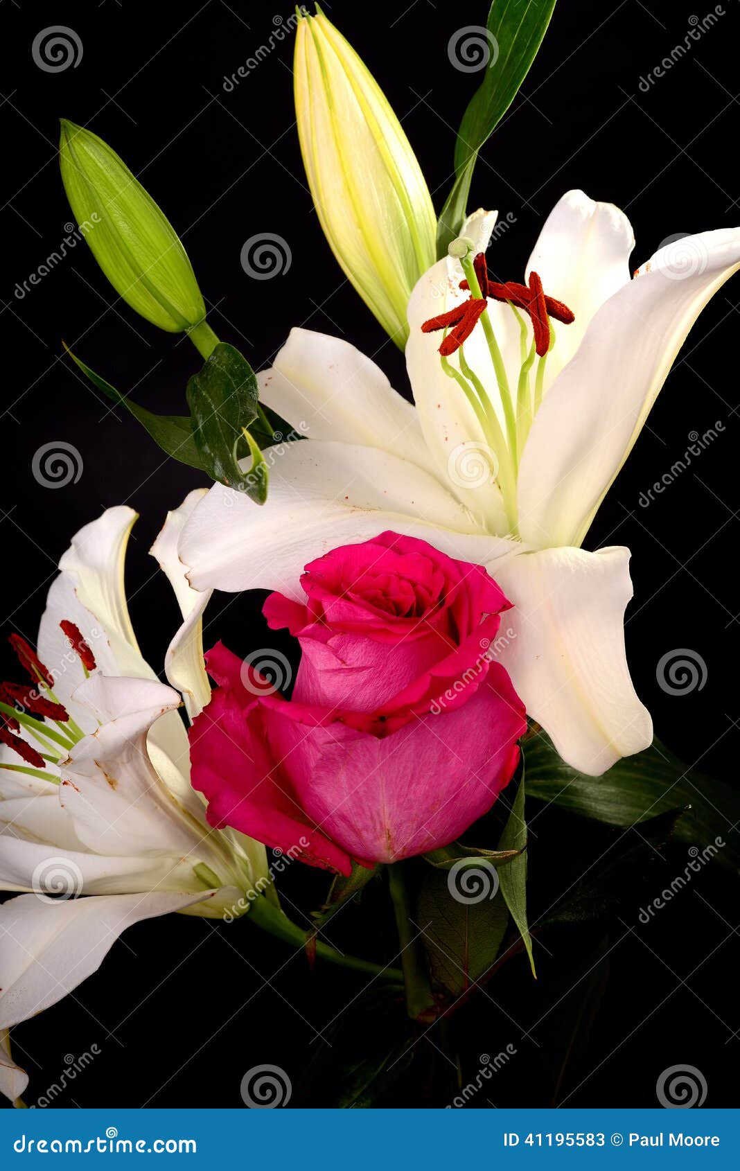 White Lily and rose stock image. Image of netherlands - 41195583