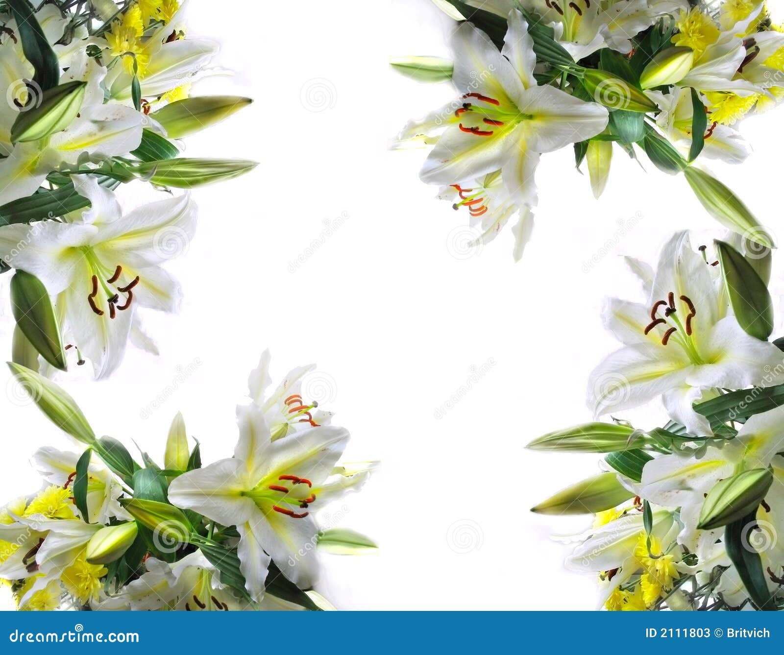 White lilys background stock image. Image of artistic - 2111803