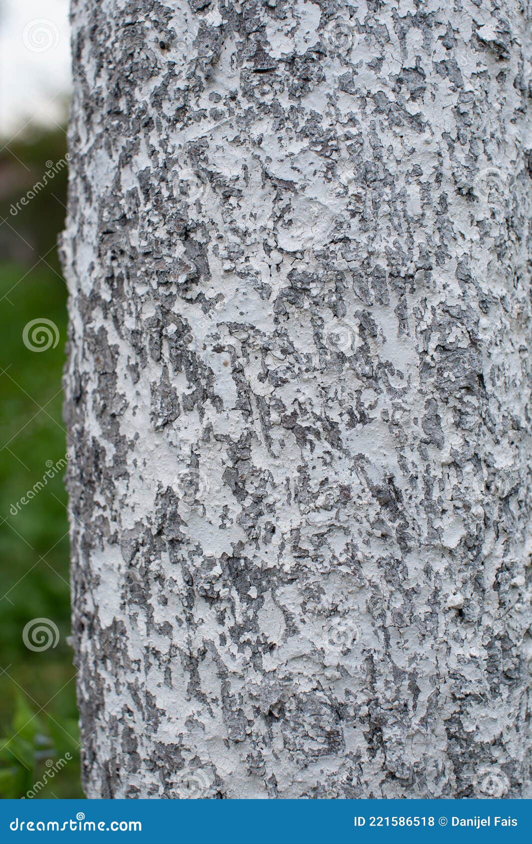 White Lime-painted Tree Bark To Protect Against Pests Stock Photo ...