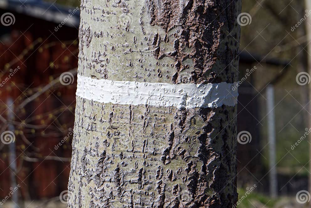 White Line on Tree Marks Nature Reserve Stock Photo - Image of white ...