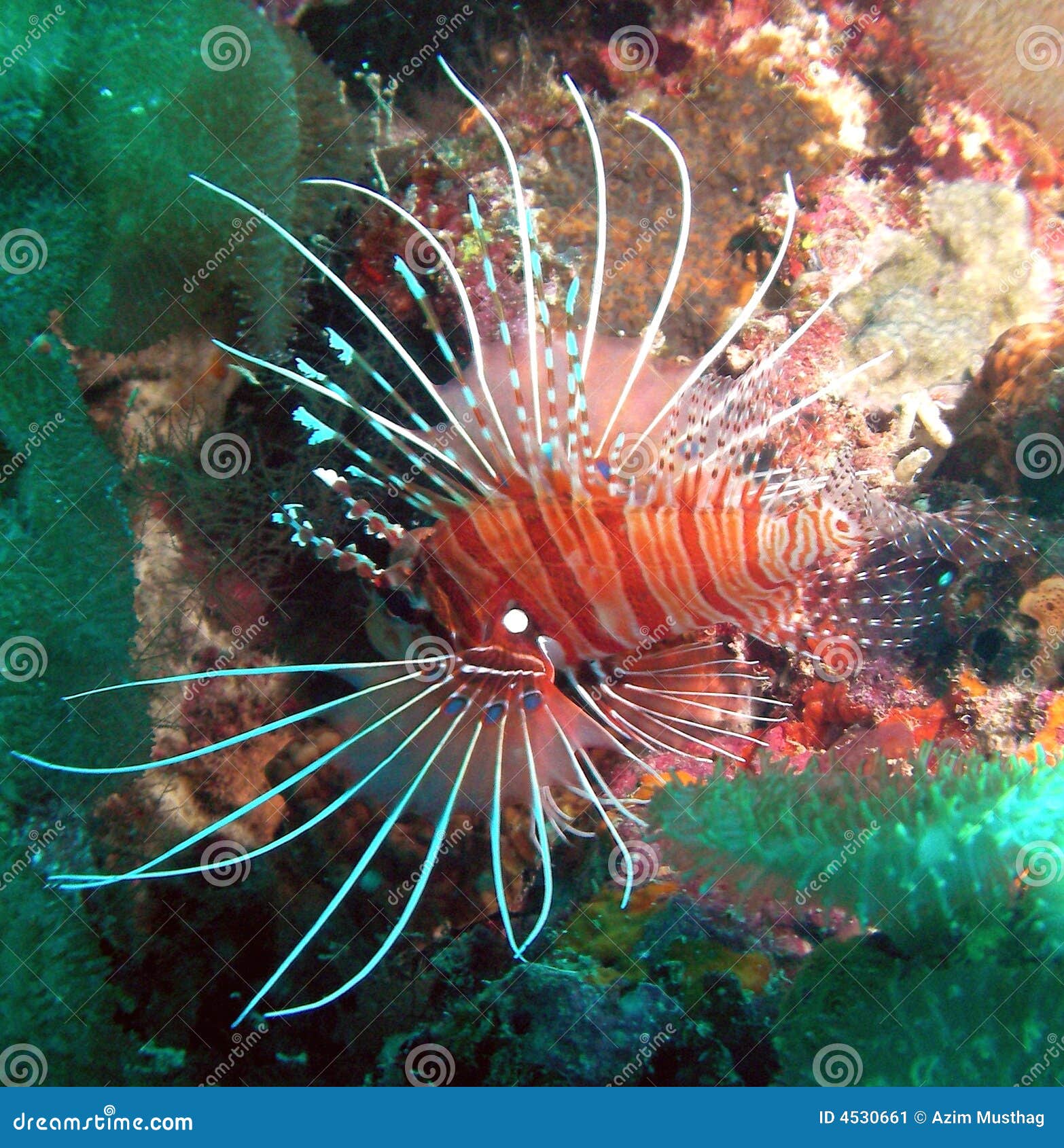 White lined lion fish stock image. Image of lion, scuba - 4530661