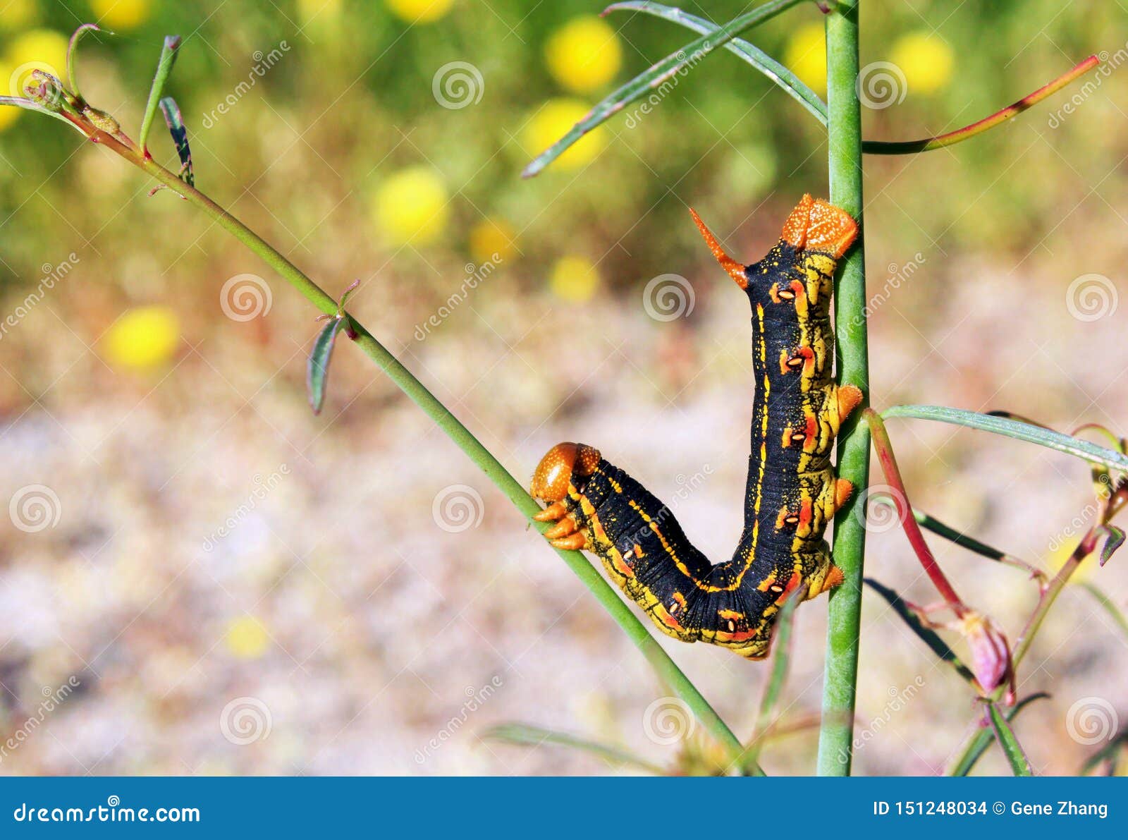 213 Adult Caterpillars Stock Photos - Free & Royalty-Free Stock Photos ...