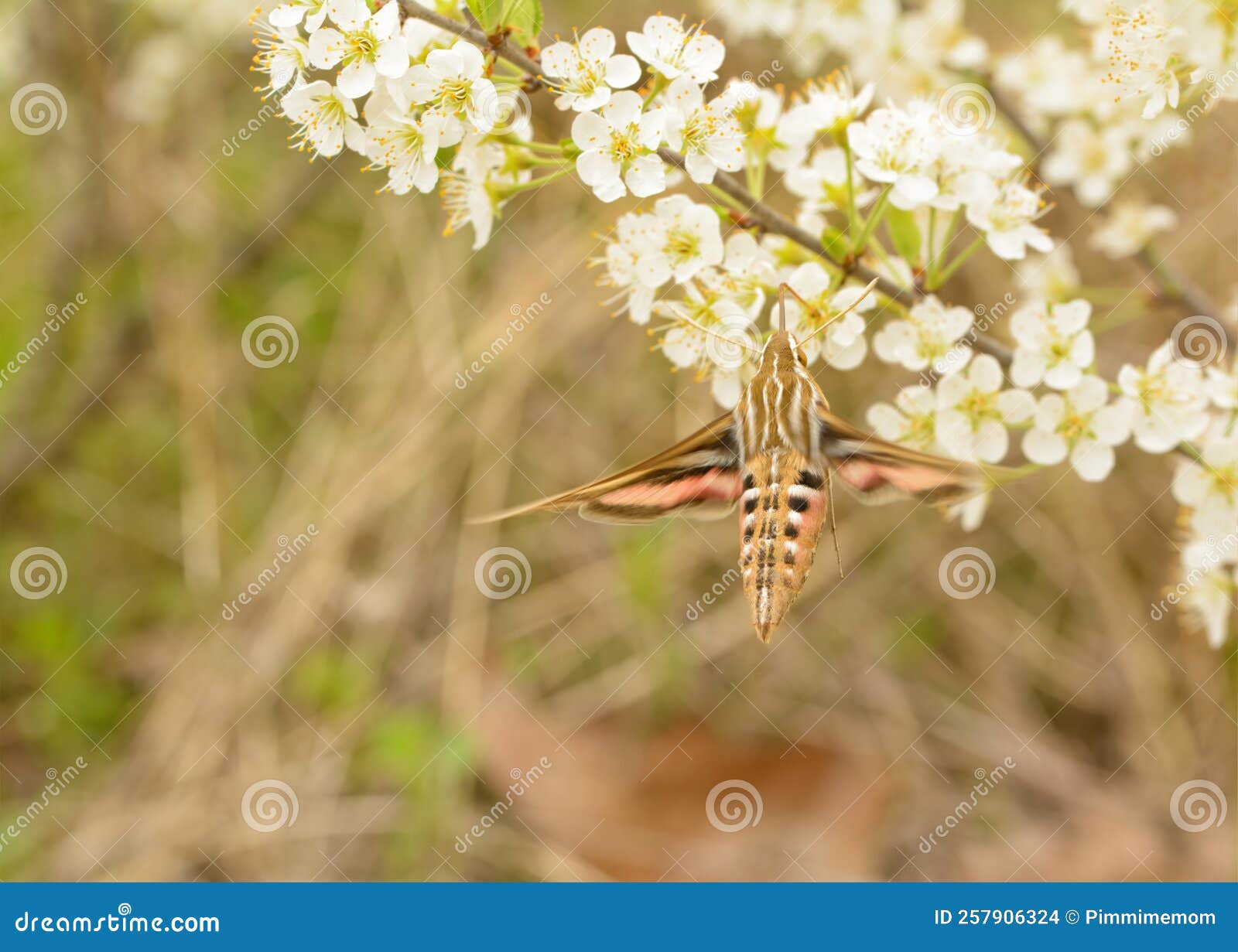 White-lined Sphinx Moth in Flight Stock Photo - Image of natural ...