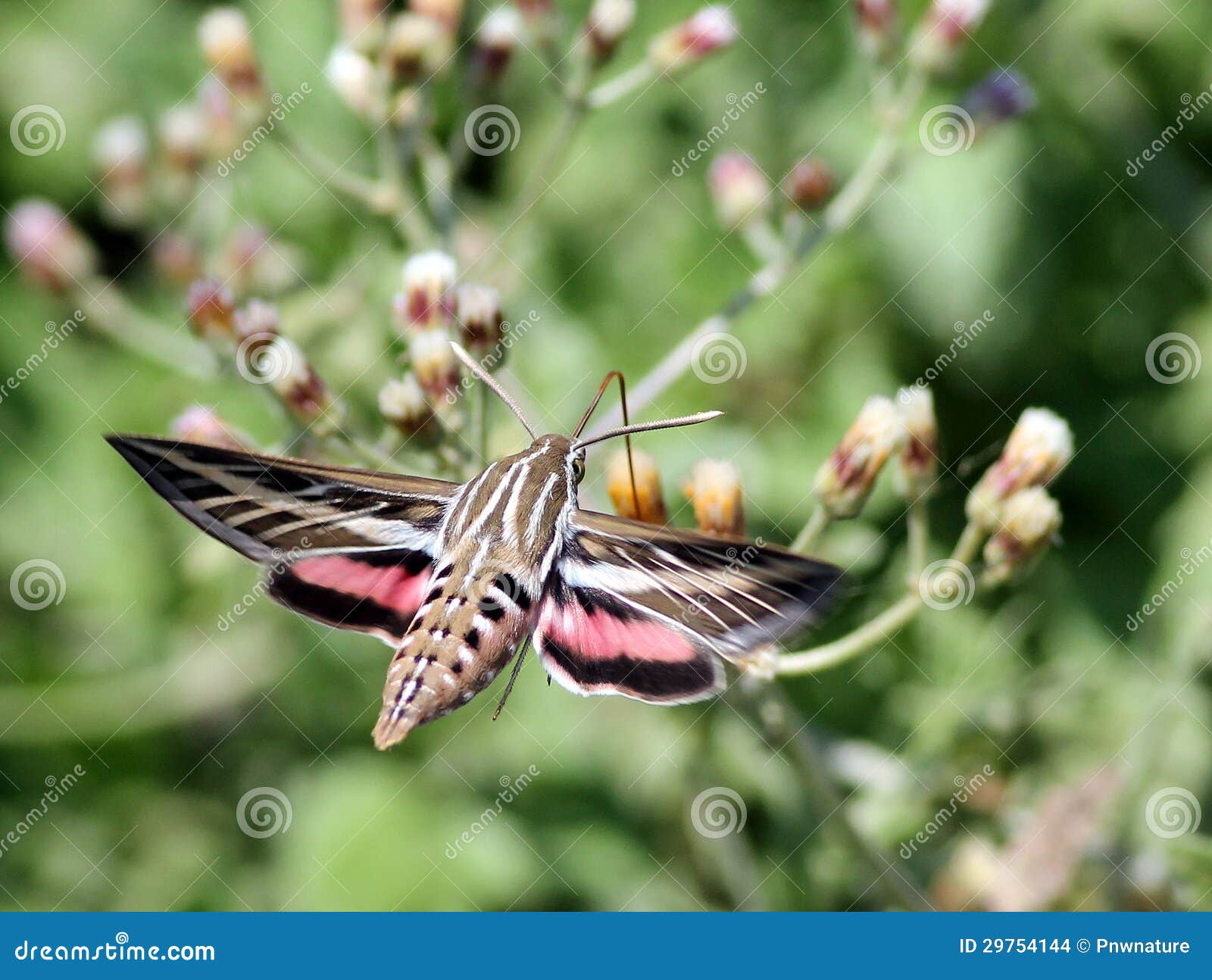 White-lined Sphynx Moth in Mexico Stock Photo - Image of nature ...