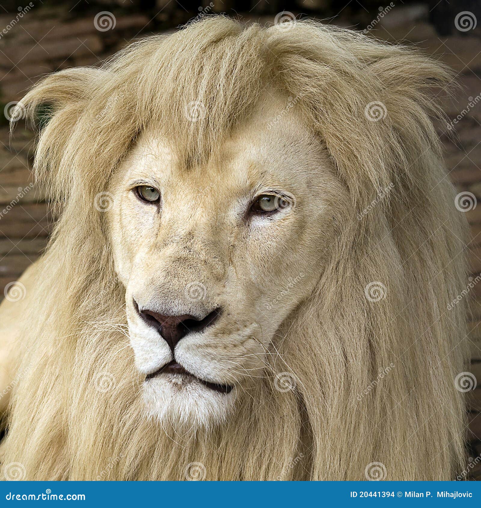 White lion stock photo. Image of wildlife, creature, mane - 20441394