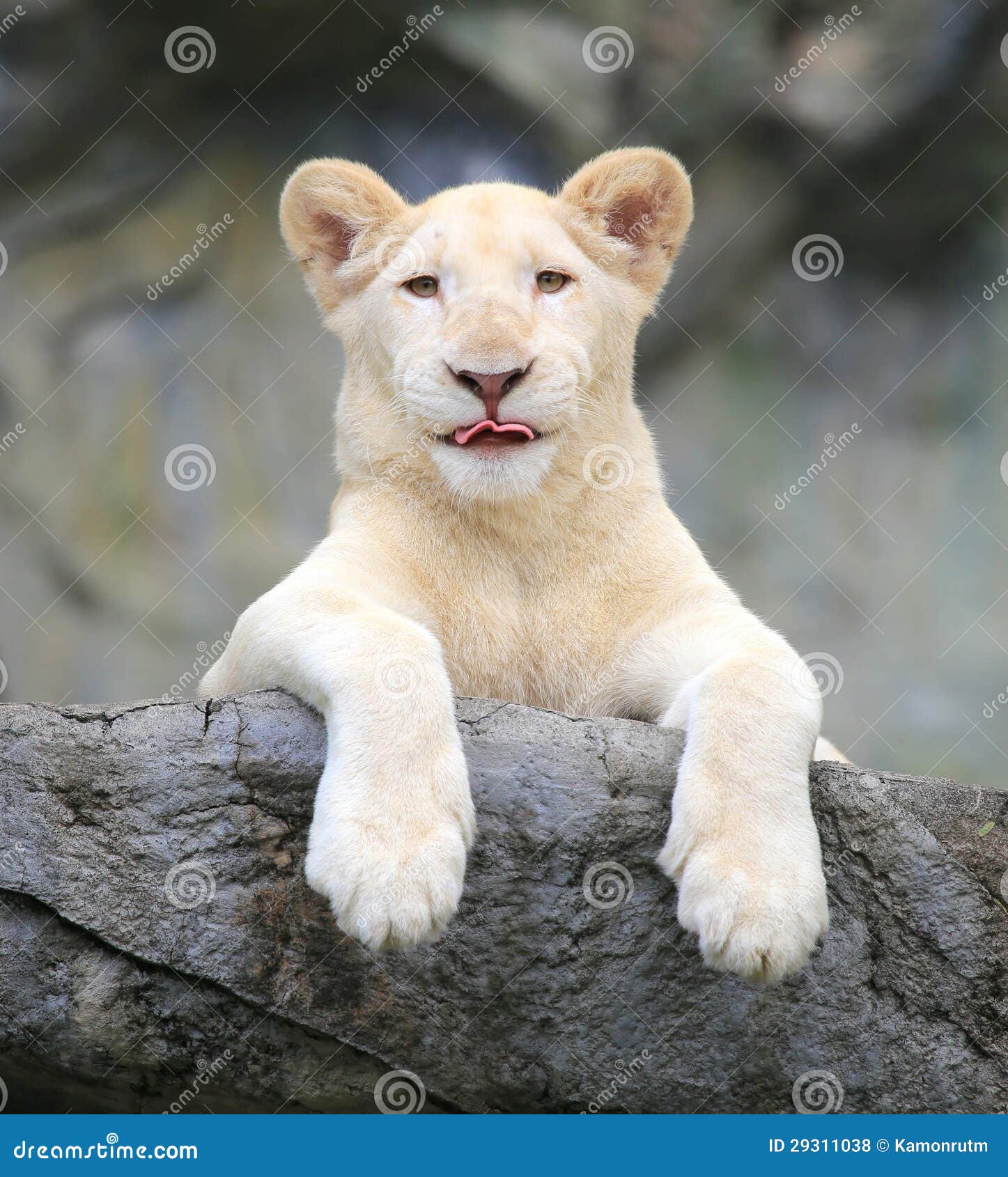 White Lion stock photo. Image of back, mammal, rare, head - 29311038