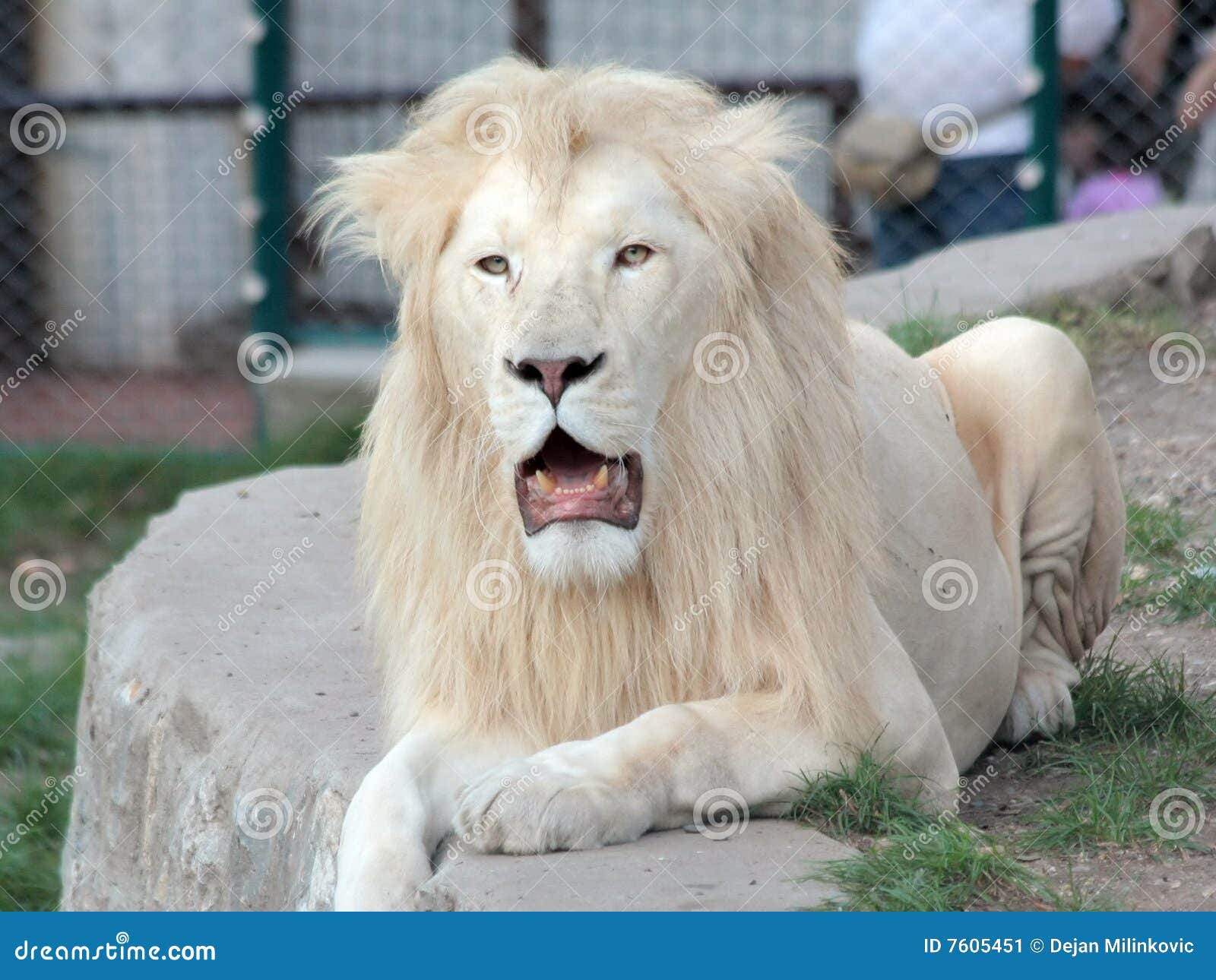 White lion stock image. Image of dangerous, dominant, wildlife - 7605451