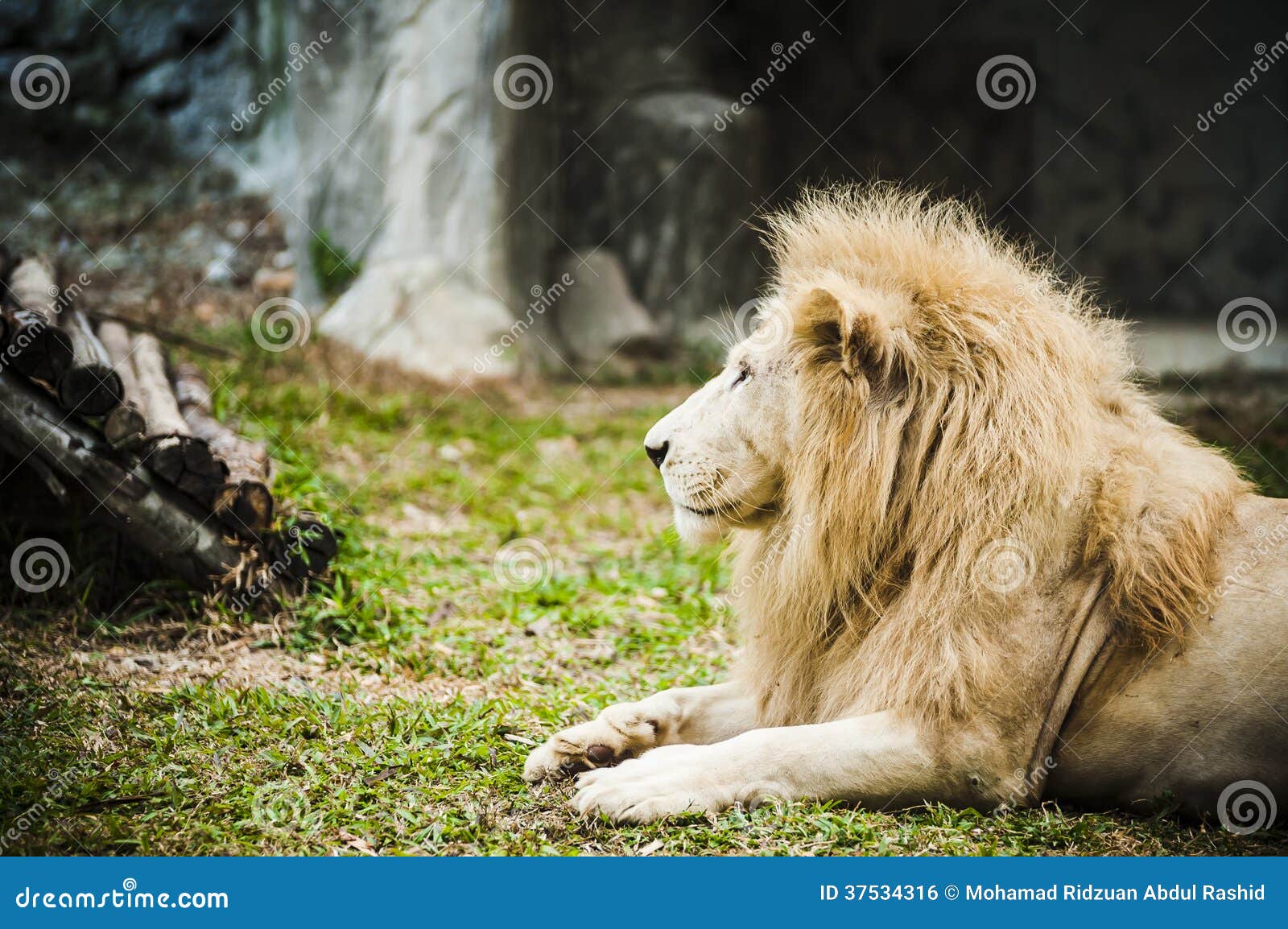 White lion in captivity stock photo. Image of wildlife - 37534316