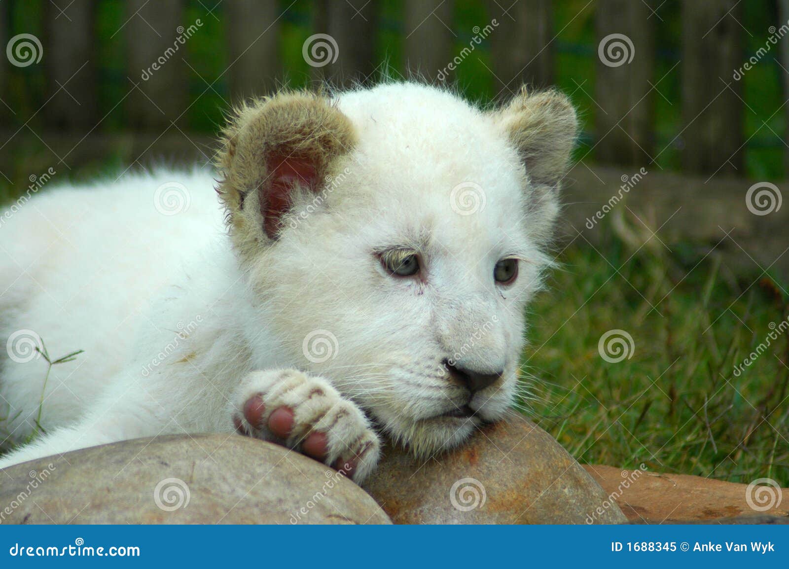 White lion cub stock image. Image of details, krugeri - 1688345