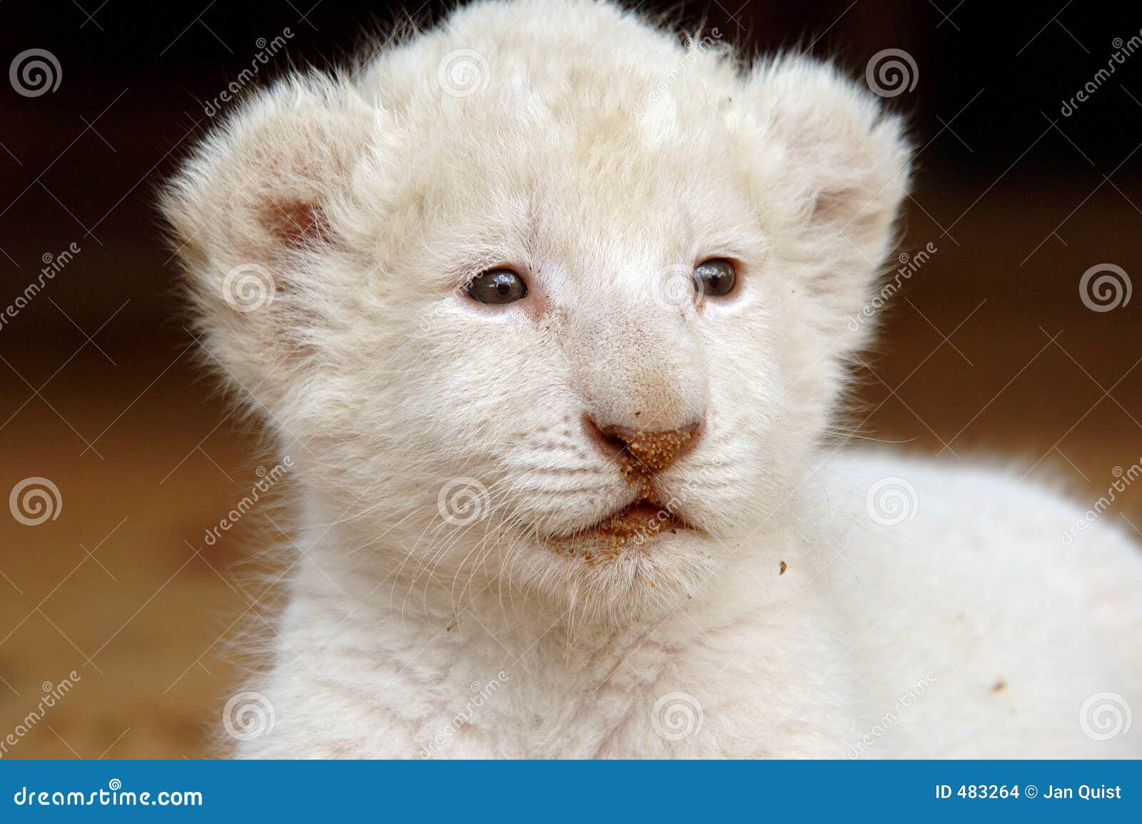 White lion cub stock photo. Image of cubs, white, heterozygous - 483264