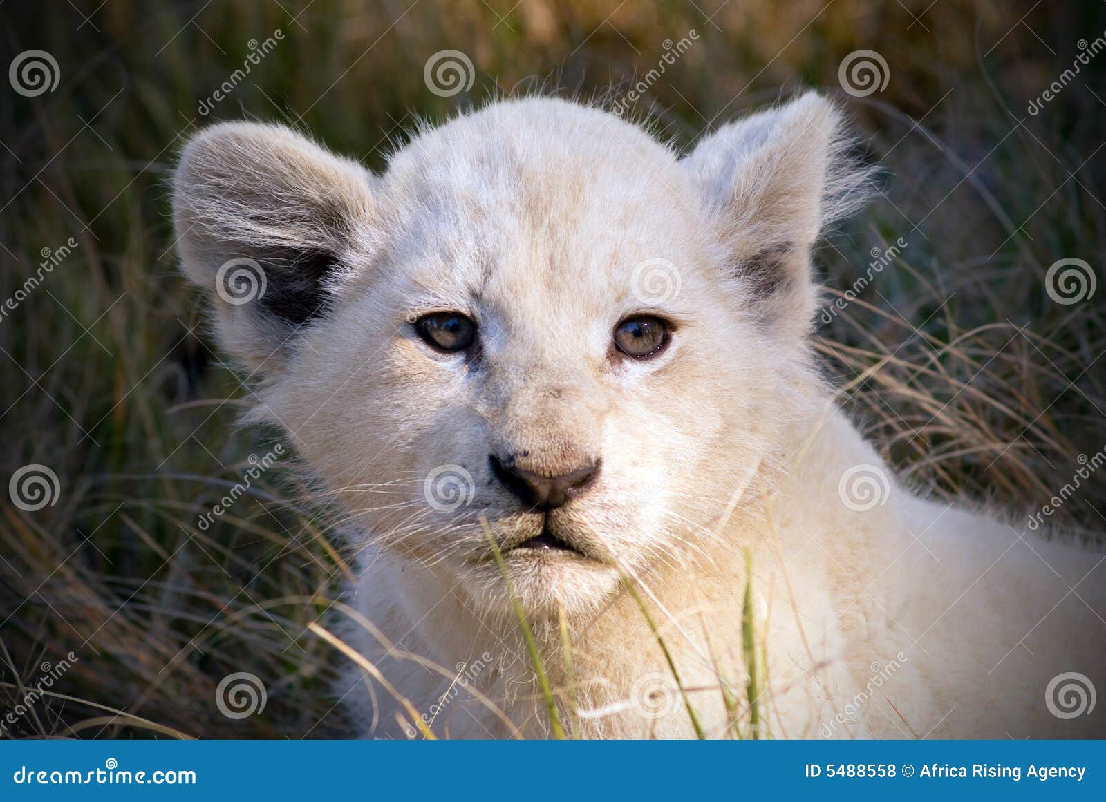 Baby White Lion