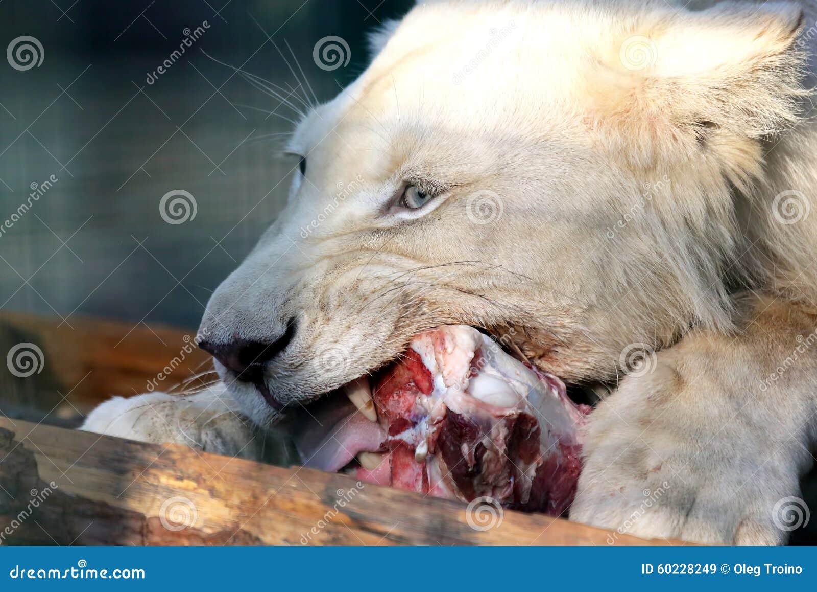White Lion Eats Meat Closeup Stock Image - Image of hunter, king: 60228249