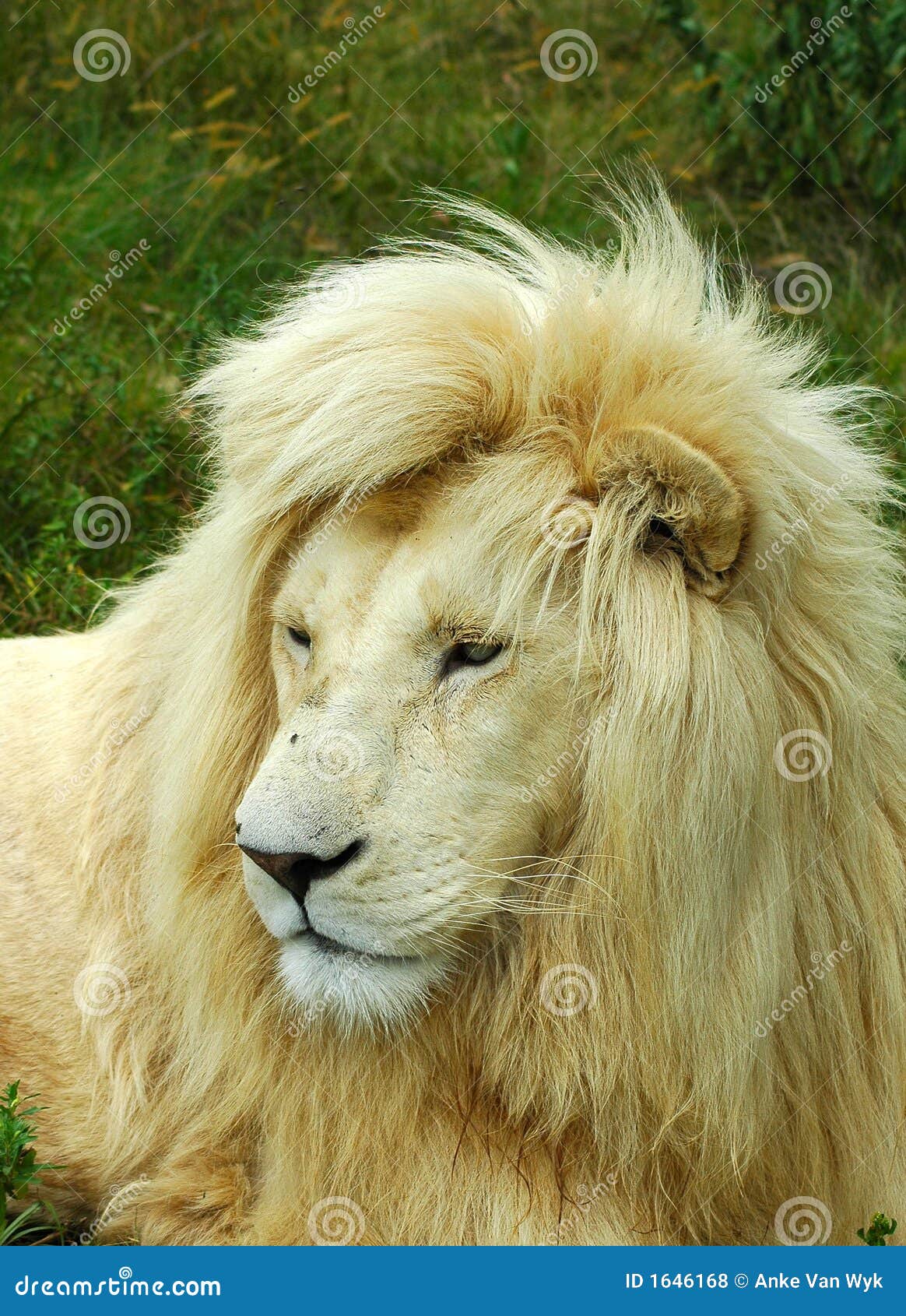 White Lion Face Royalty Free Stock Photos - Image: 1646168