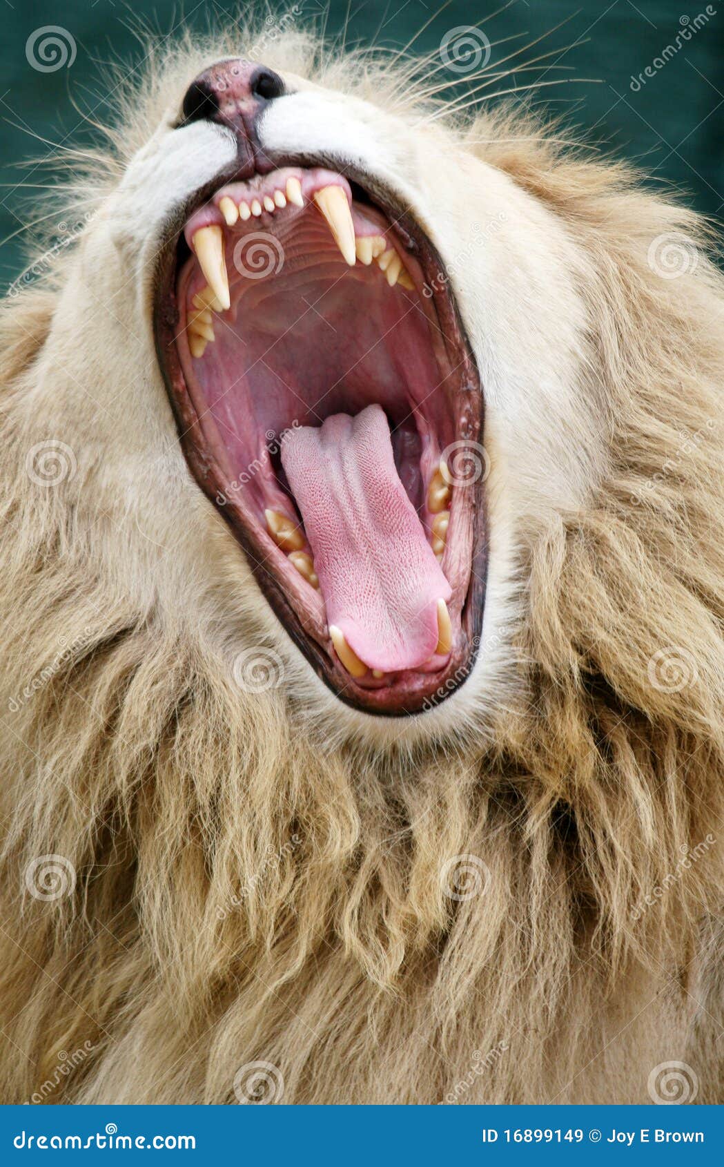 White lion growling stock image. Image of fierce, yawnng - 16899149