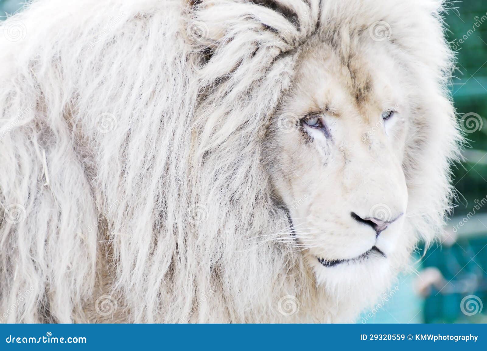 White Lion Head Royalty-Free Stock Photography | CartoonDealer.com ...