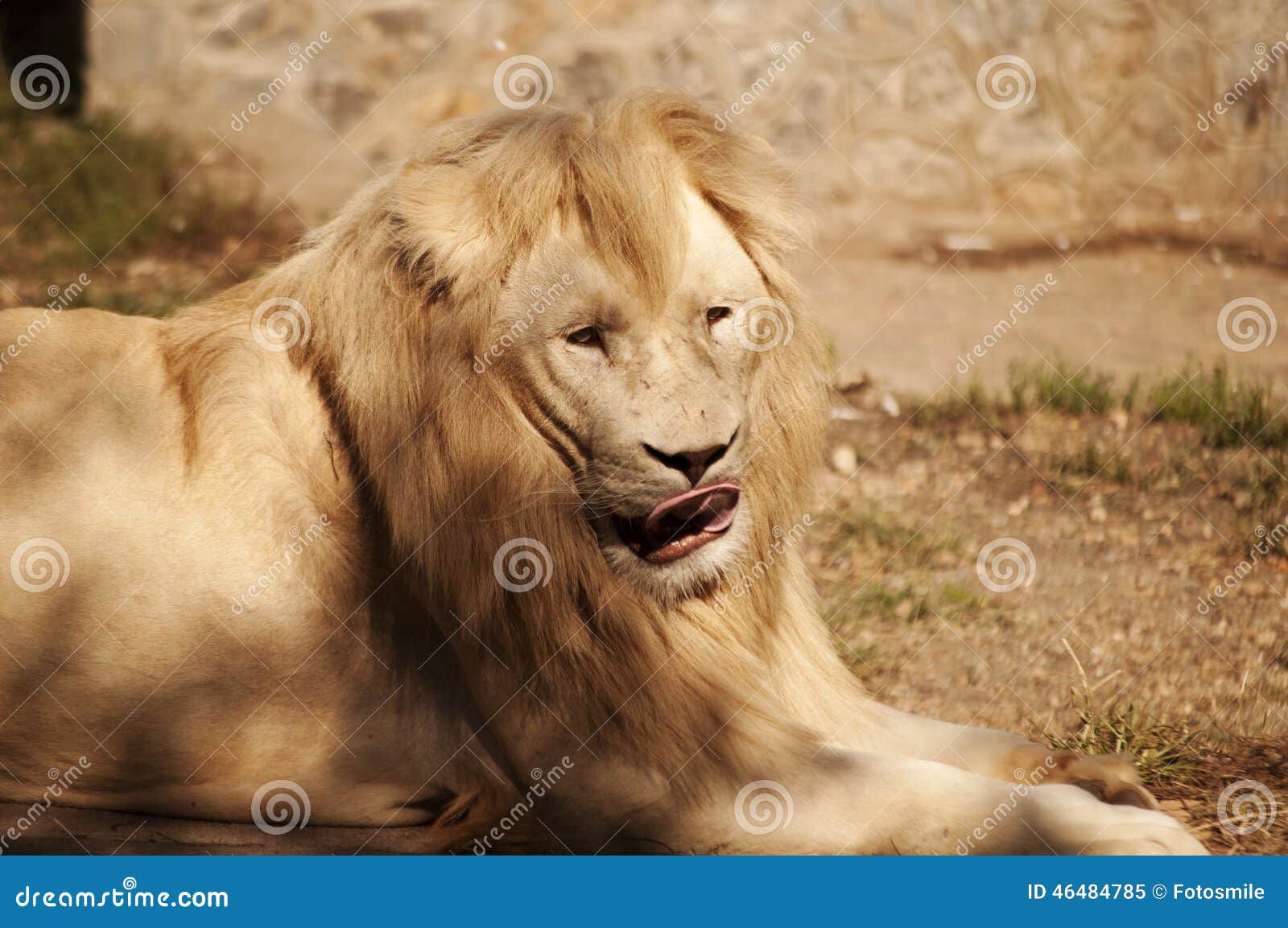 White lion stock image. Image of muzzle, genetic, tongue - 46484785