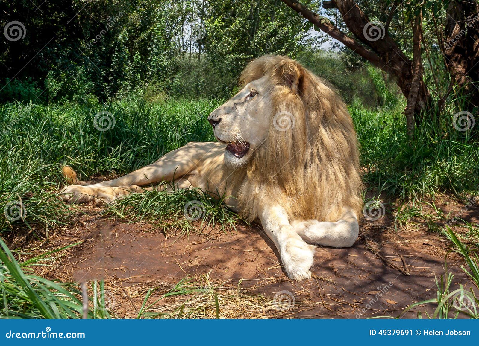 White Lion Looking Left stock image. Image of wildlife - 49379691