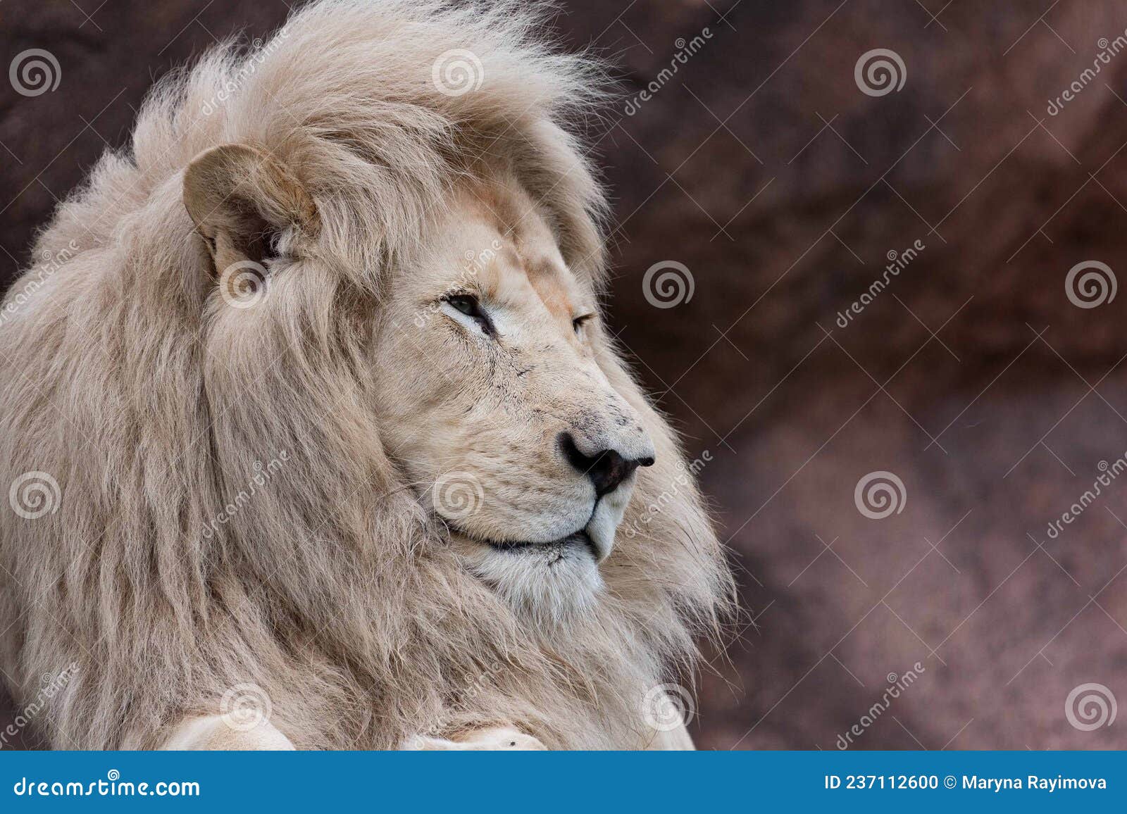 White Lion Looks into the Distance. Stock Photo - Image of hunt ...