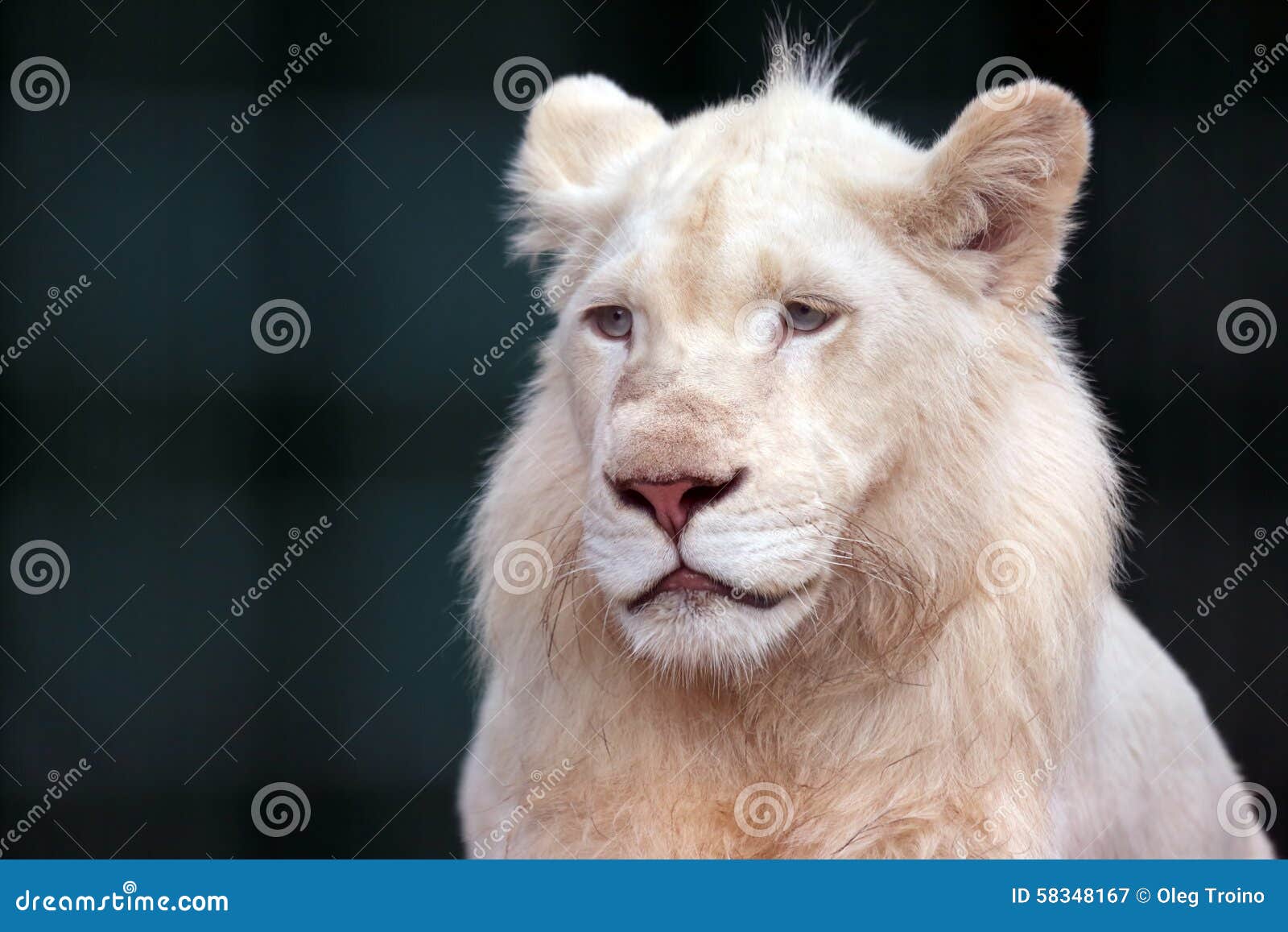 White Lion Looks Sad in the Direction of Stock Image - Image of natural ...