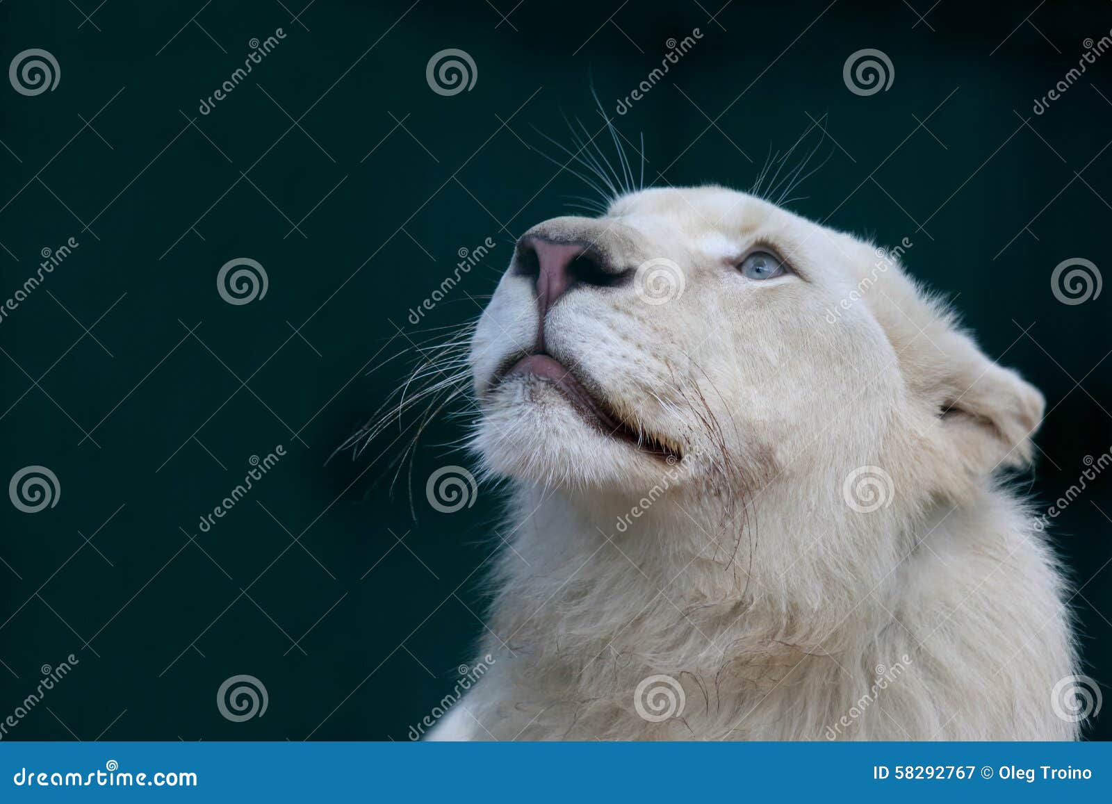 Lion Looks In The Frame. Masai Mara, Africa Stock Photography ...