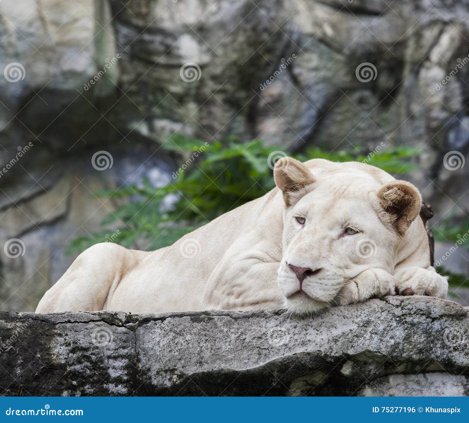 White Lion Lying on Rock Clif Stock Photo - Image of predator, rock ...