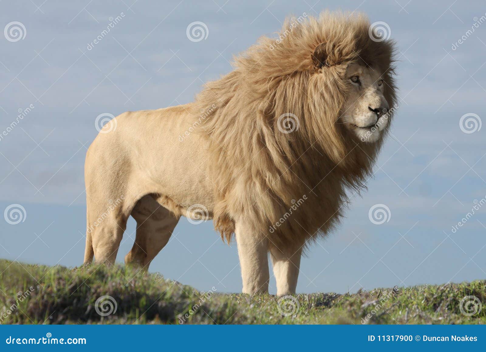 White Lion Male stock photo. Image of isolated, blue - 11317900