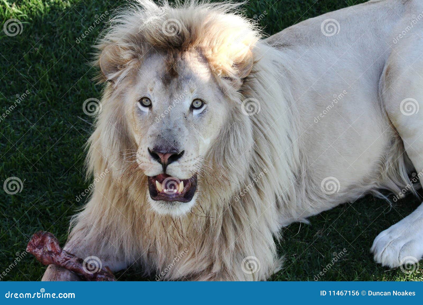 White Lion Male stock photo. Image of lion, head, youthful - 11467156