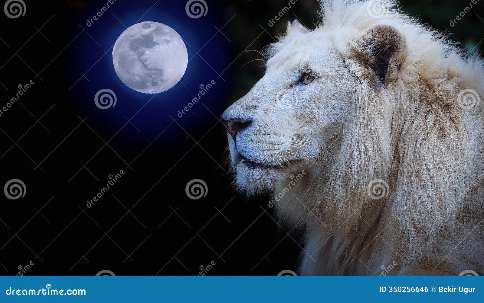 White lion in moon light stock illustration. Illustration of wildlife ...