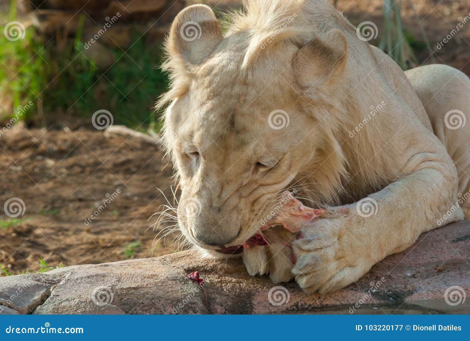White Lion (Panthera Leo) Feeding Stock Image - Image of hairy, alone ...