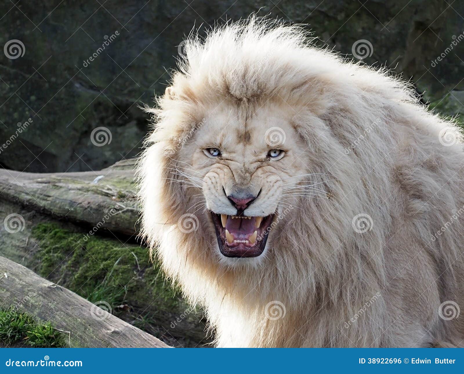 Male White Lion Roaring