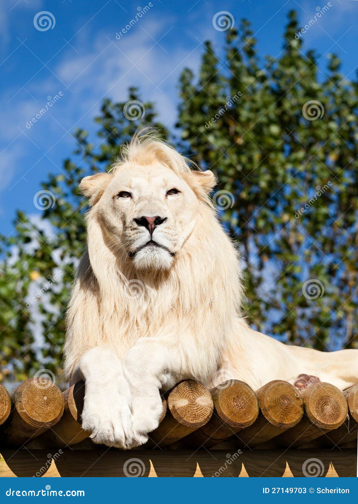 White Lion Posing on Sunny Wooden Platform Stock Image - Image of lion ...