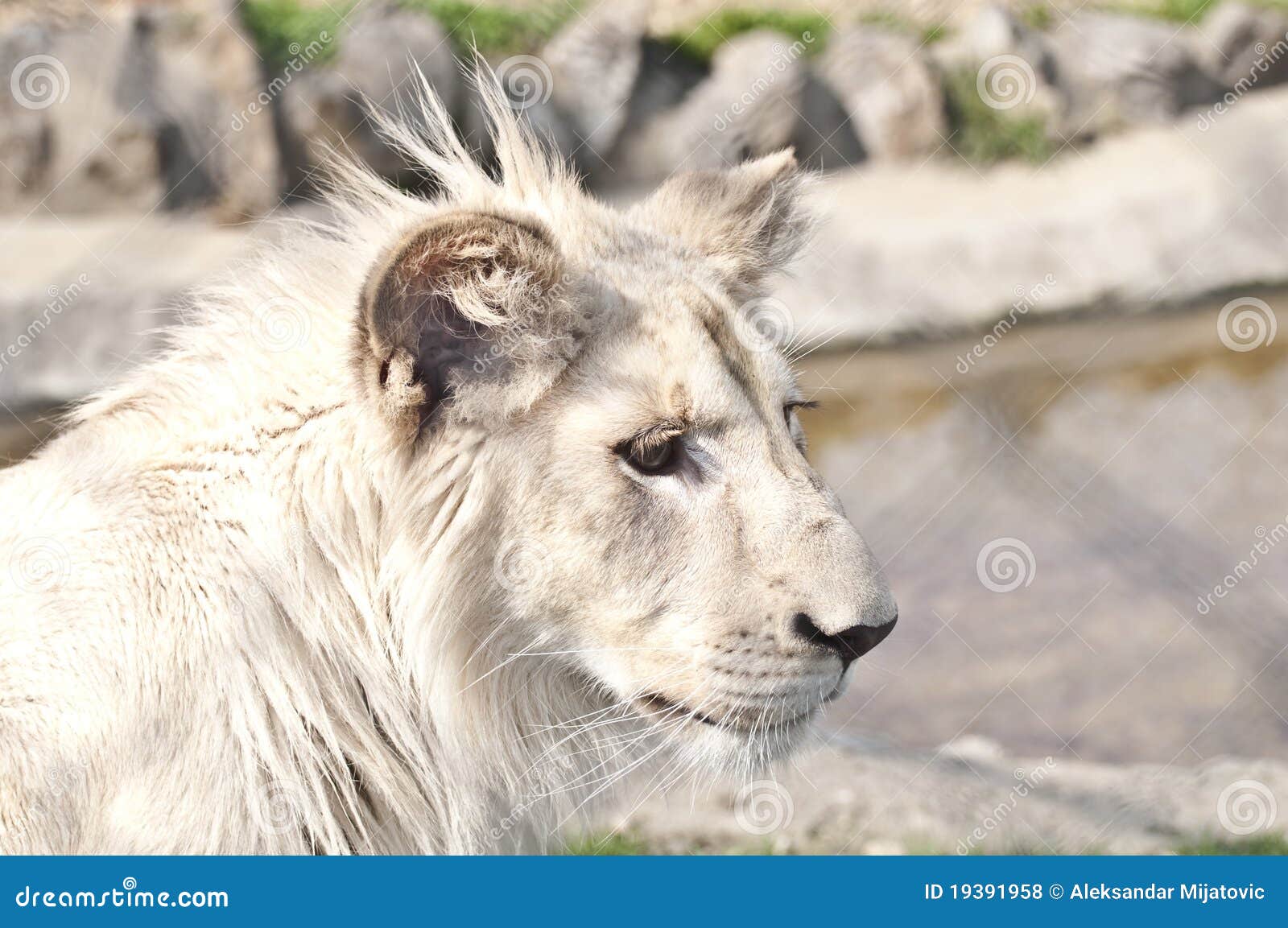 White lion puppy stock photo. Image of exotic, little - 19391958