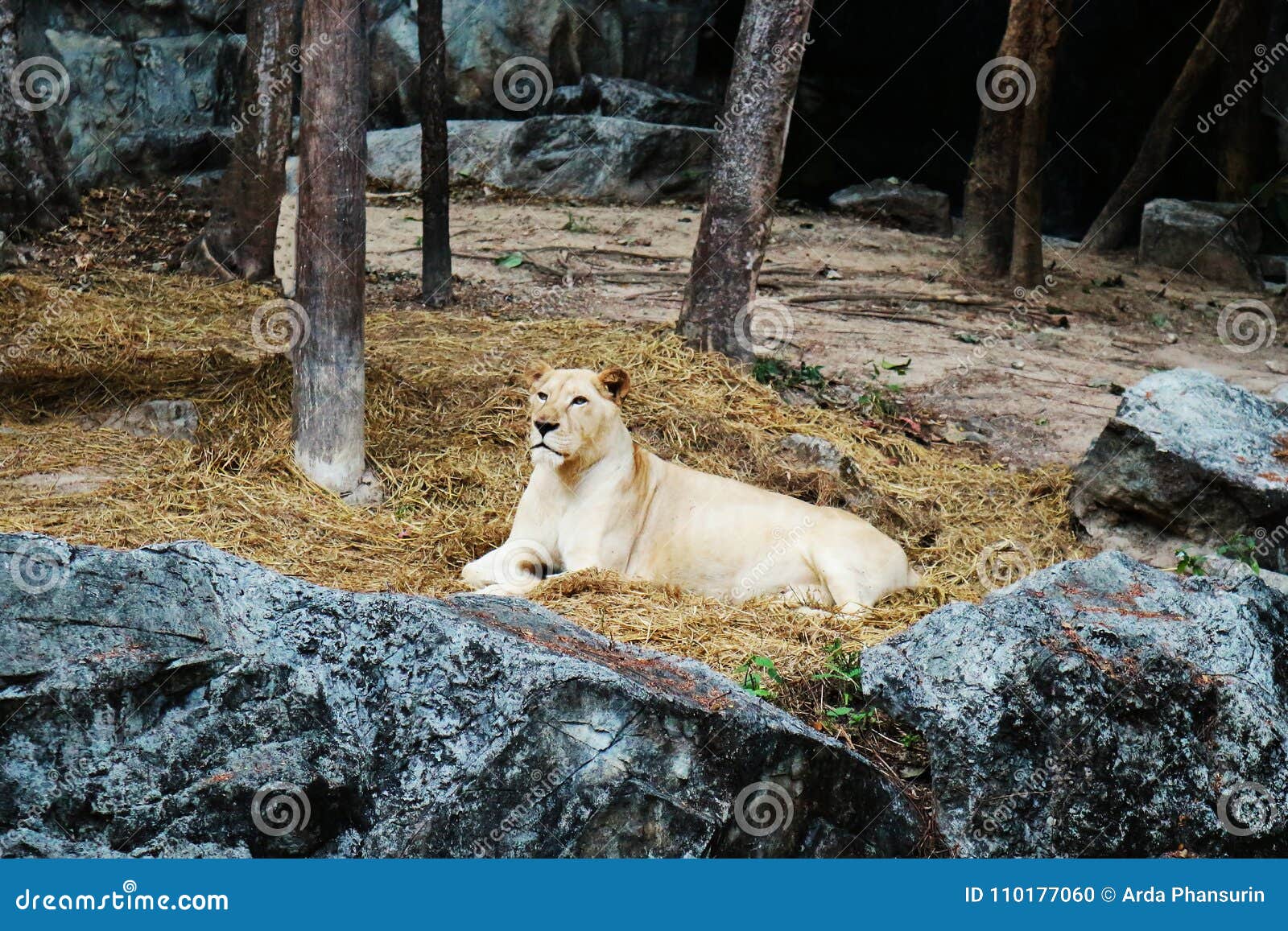 A White Lion Resting on the Ground Stock Photo - Image of animal ...