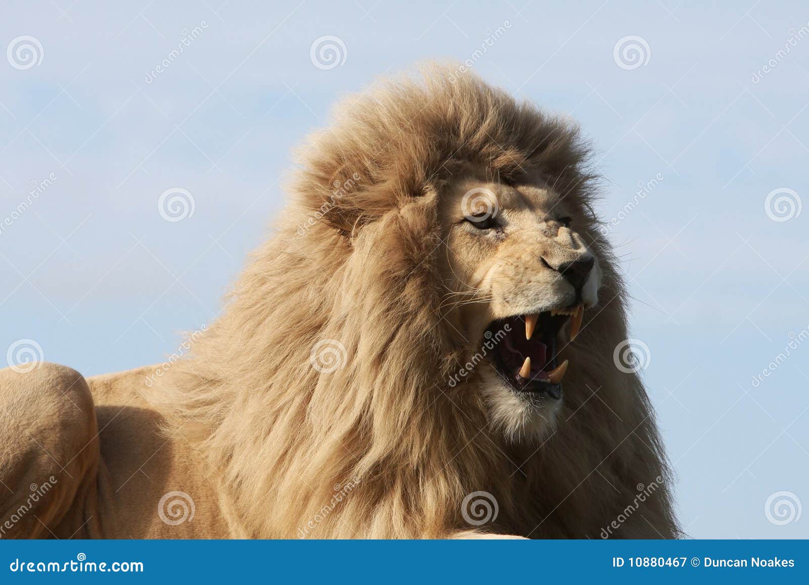 White Lion Snarling stock image. Image of fangs, alert - 10880467