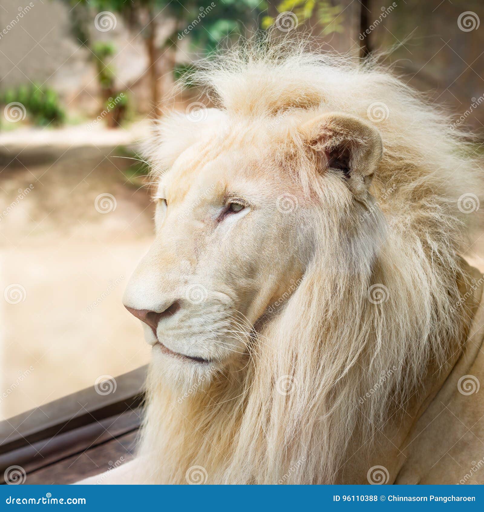White lion stock photo. Image of african, isolated, head - 96110388